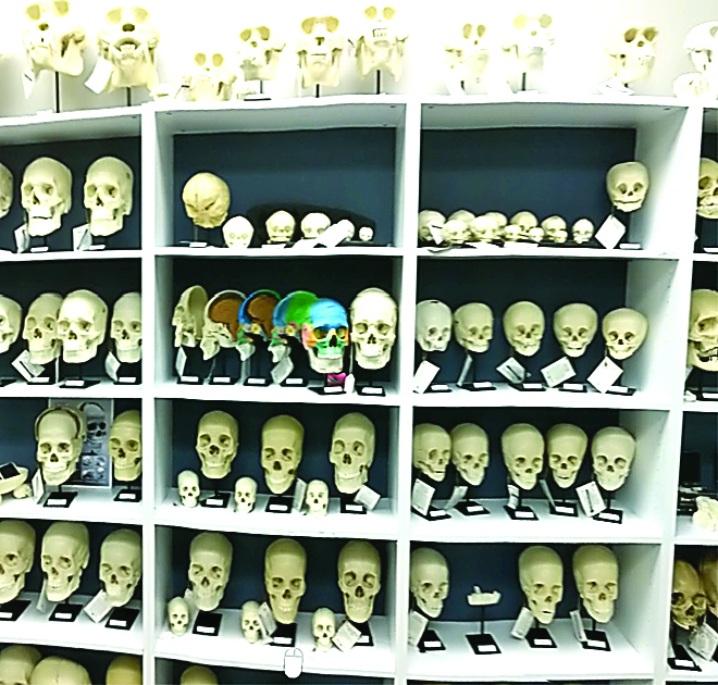 Plastic Skull That Initially Fooled Tucker County Authorities Came From ...